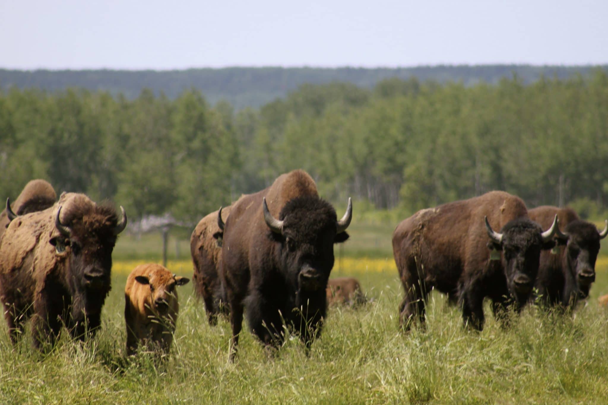 Visites guidées - Bison du Nord