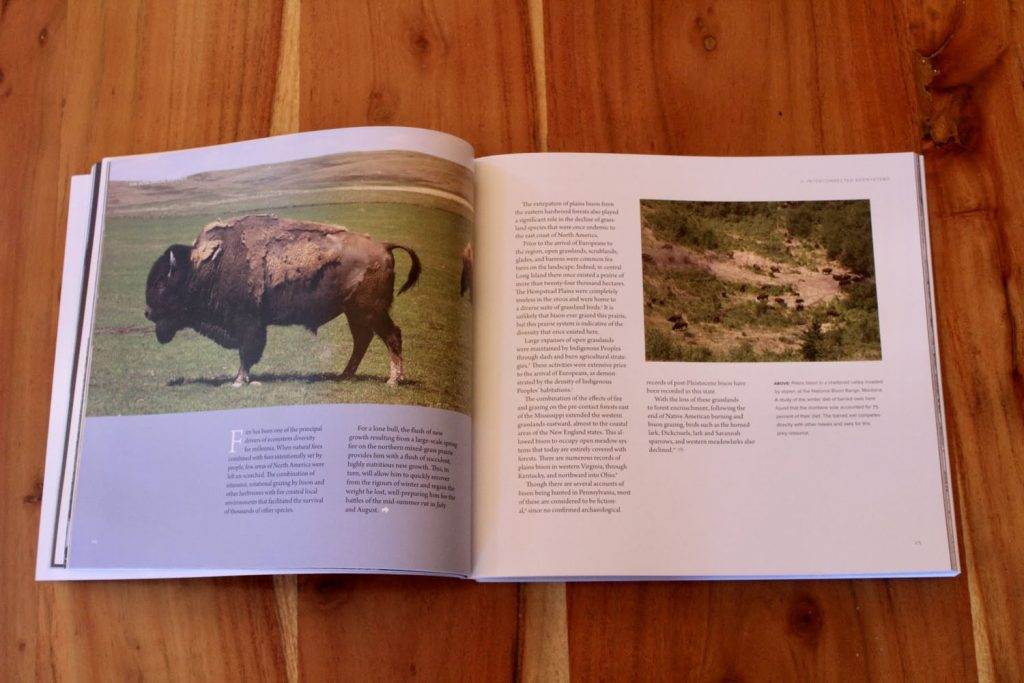 The Ecological Buffalo | Bison du Nord